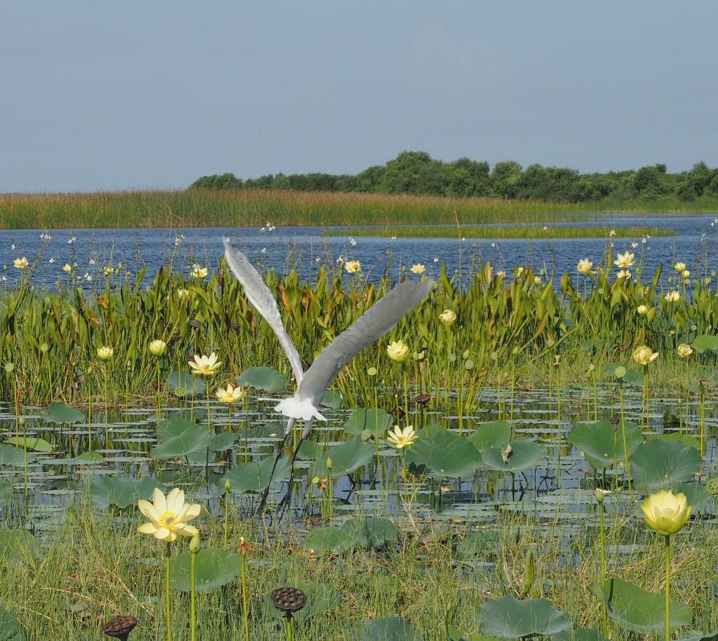 FAQ | Marsh Landing Adventures